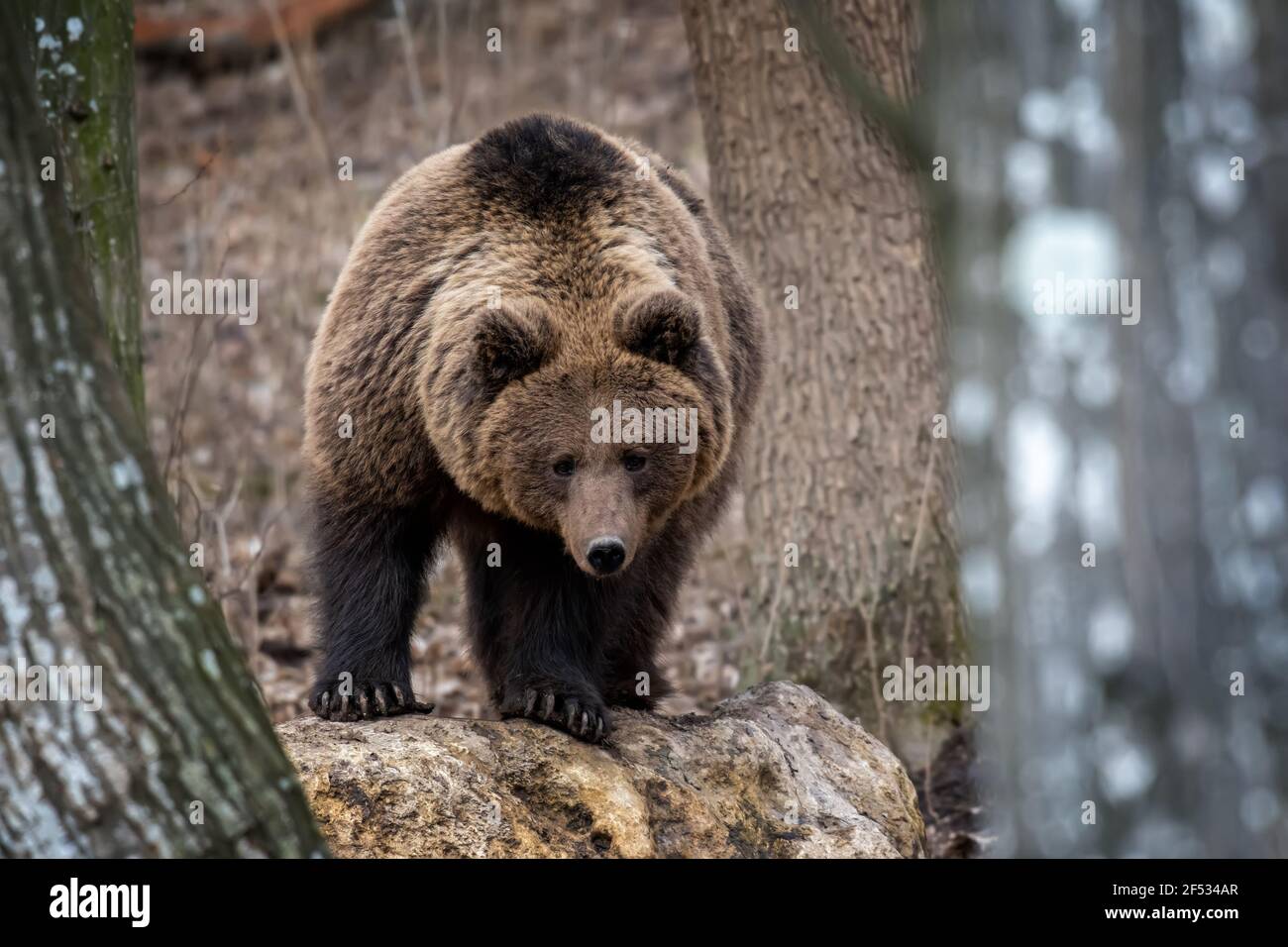 Brown bear in the forest up close. Wildlife scene from spring nature ...