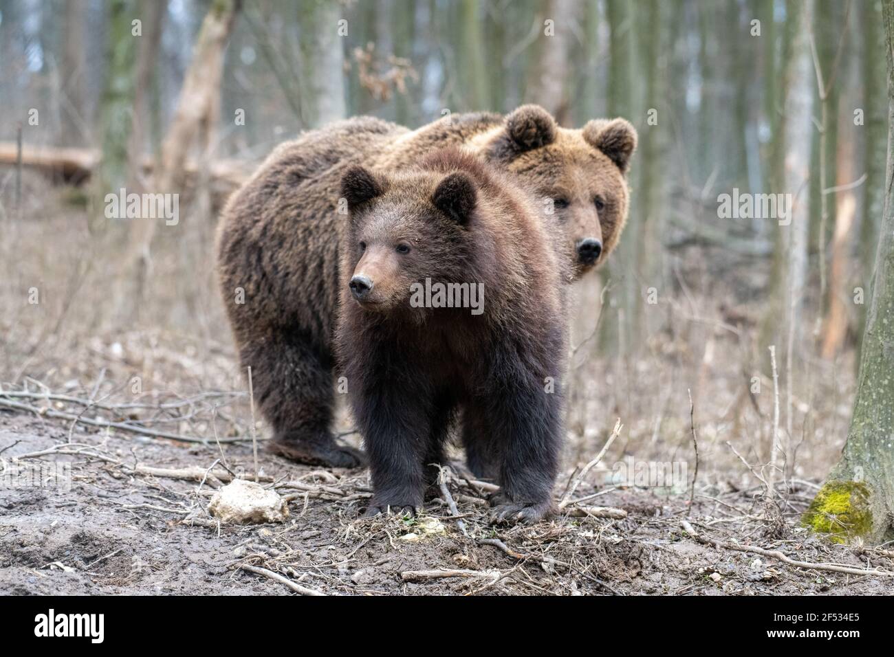 Brown bear in the forest up close. Wildlife scene from spring nature ...