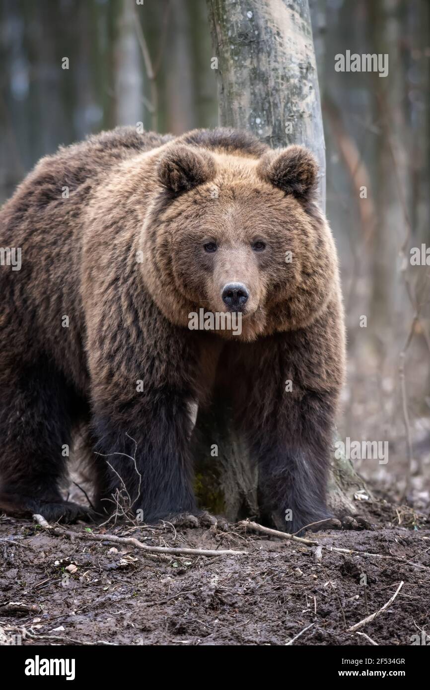 Brown bear in the forest up close. Wildlife scene from spring nature ...