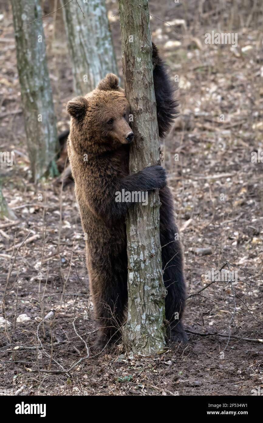 Brown bear in the forest up close. Wildlife scene from spring nature ...