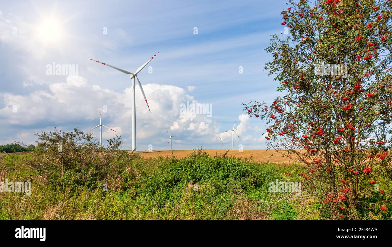 Red mountain ash and wind farm in the background Stock Photo - Alamy