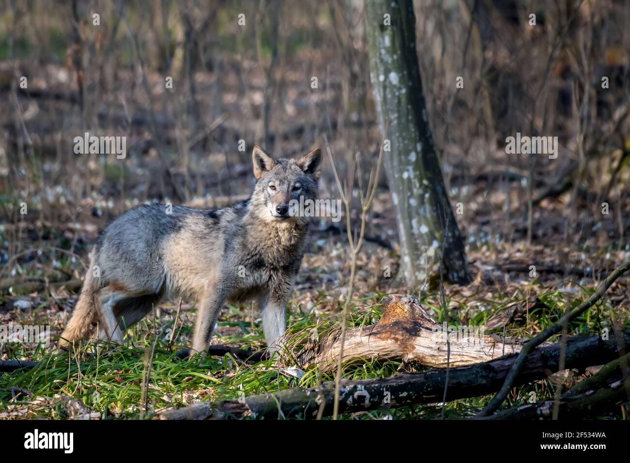 Wolf in the forest up close. Wildlife scene from winter nature. Wild ...