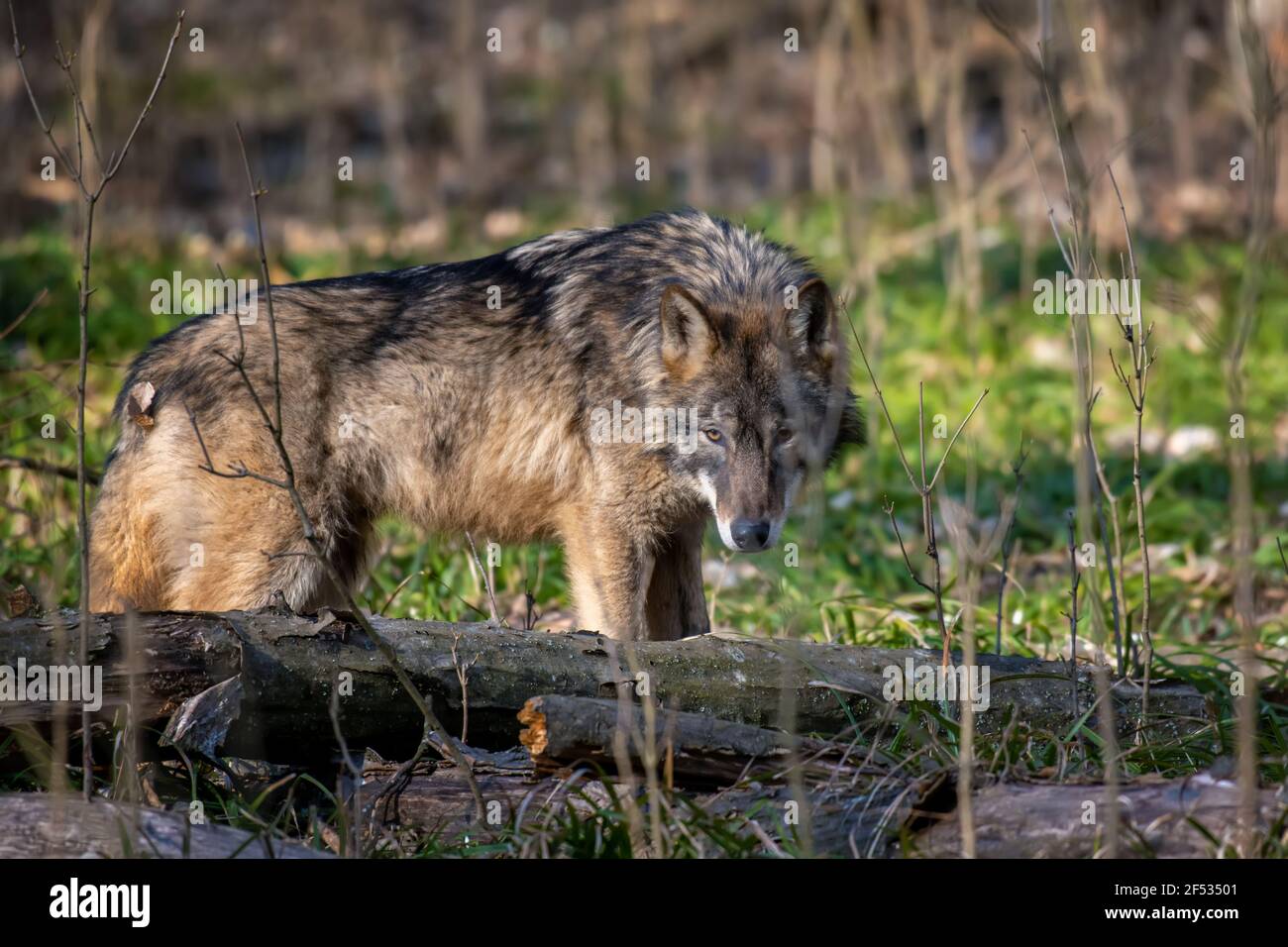 Wolf in the forest up close. Wildlife scene from winter nature. Wild ...