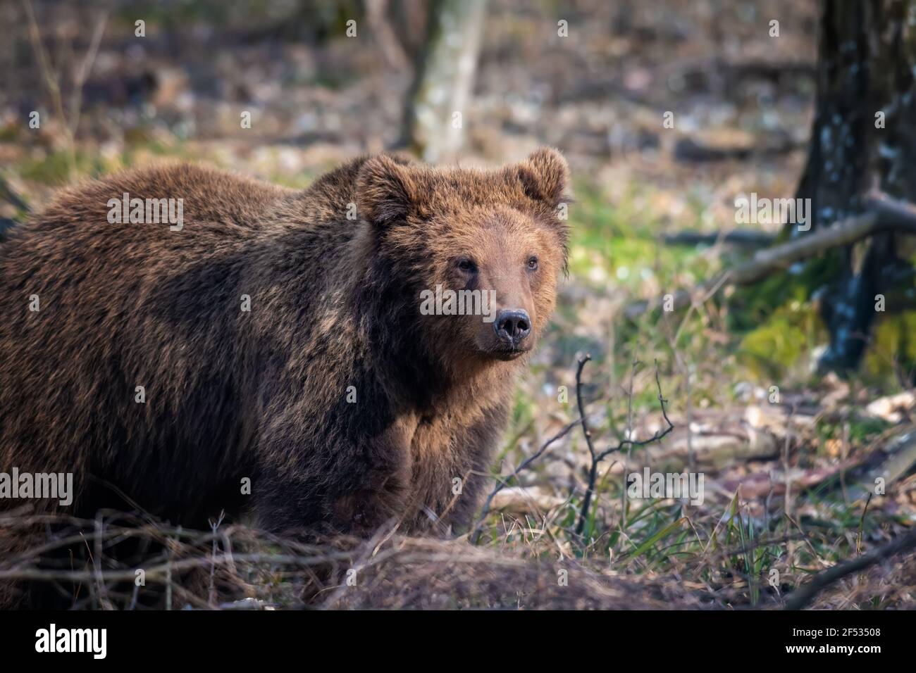 Brown bear in the forest up close. Wildlife scene from spring nature ...