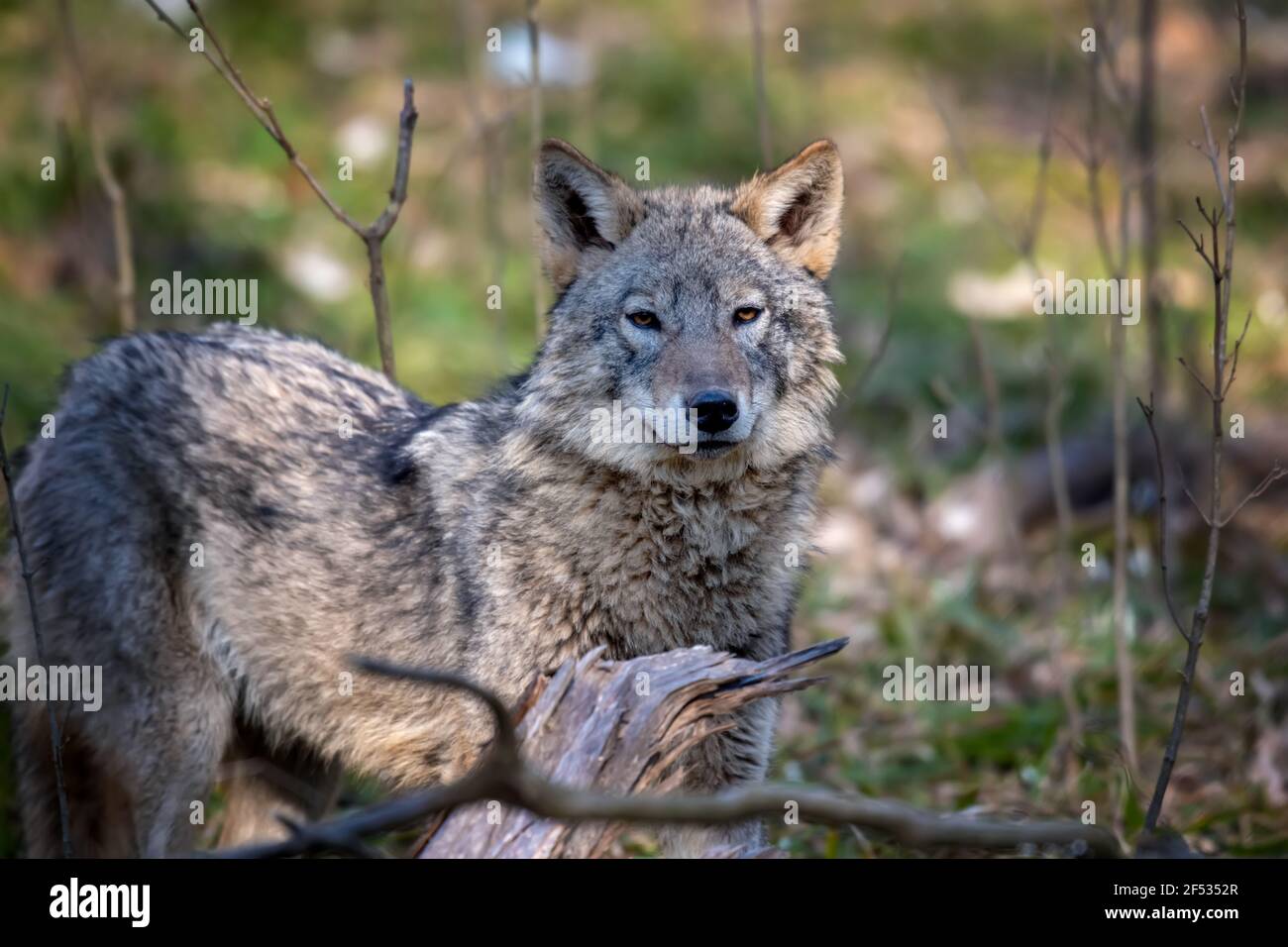 Wolf in the forest up close. Wildlife scene from winter nature. Wild ...