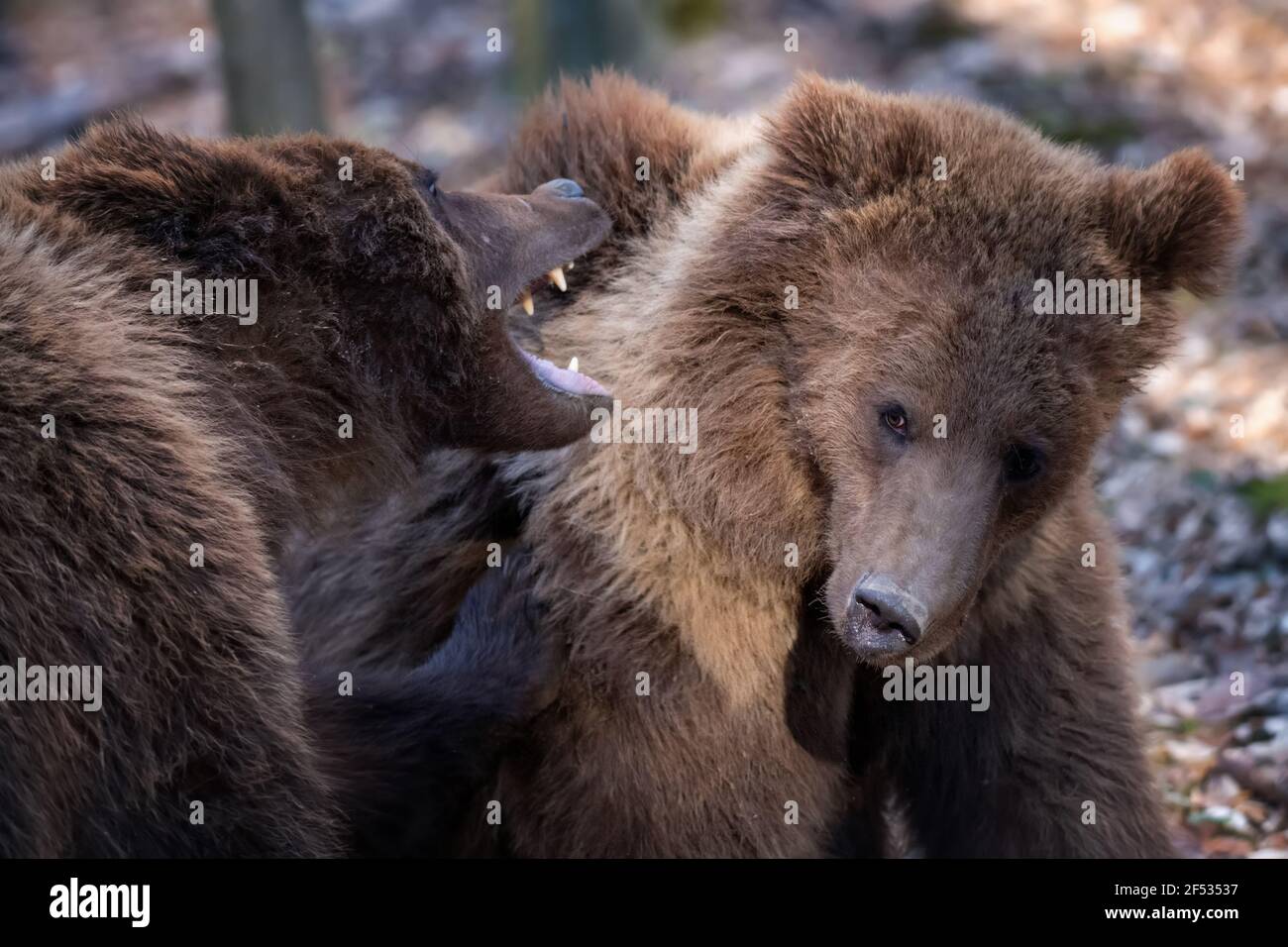 Two bears are fighting in the forest up close. Wildlife scene from ...