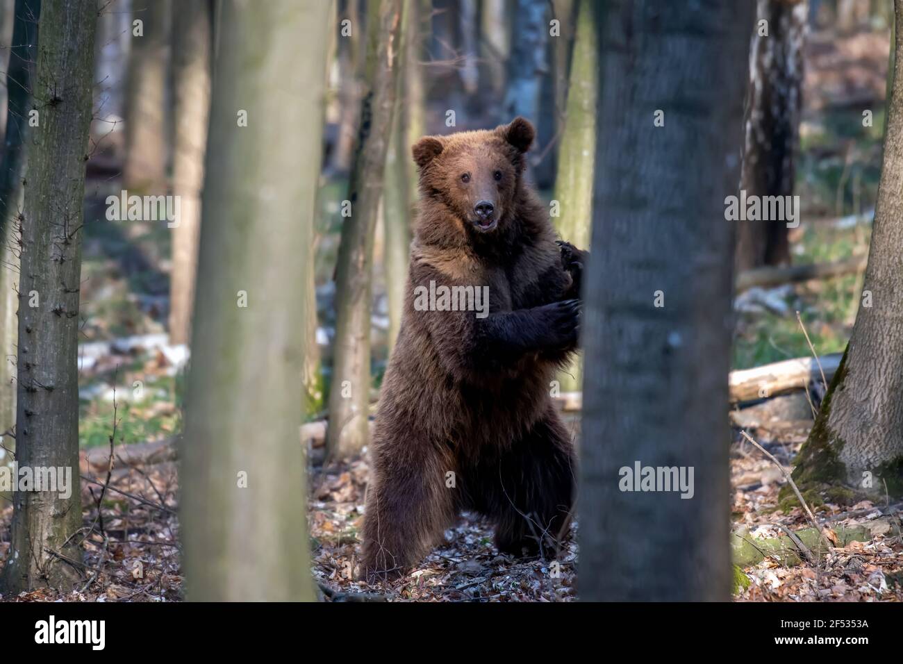 Brown bear in the forest up close. Wildlife scene from spring nature ...