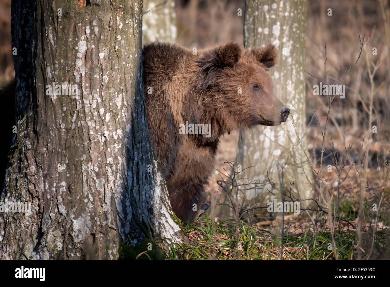 Brown bear in the forest up close. Wildlife scene from spring nature ...