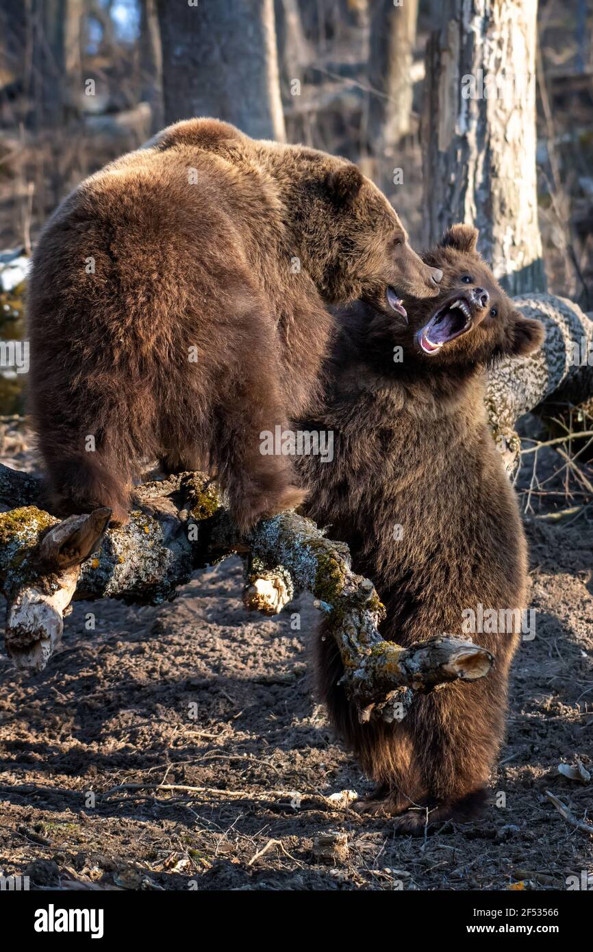 Two bears are fighting in the forest up close. Wildlife scene from ...
