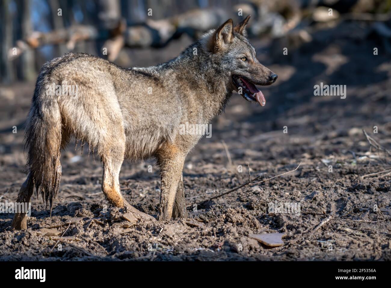 Wolf in the forest up close. Wildlife scene from winter nature. Wild ...