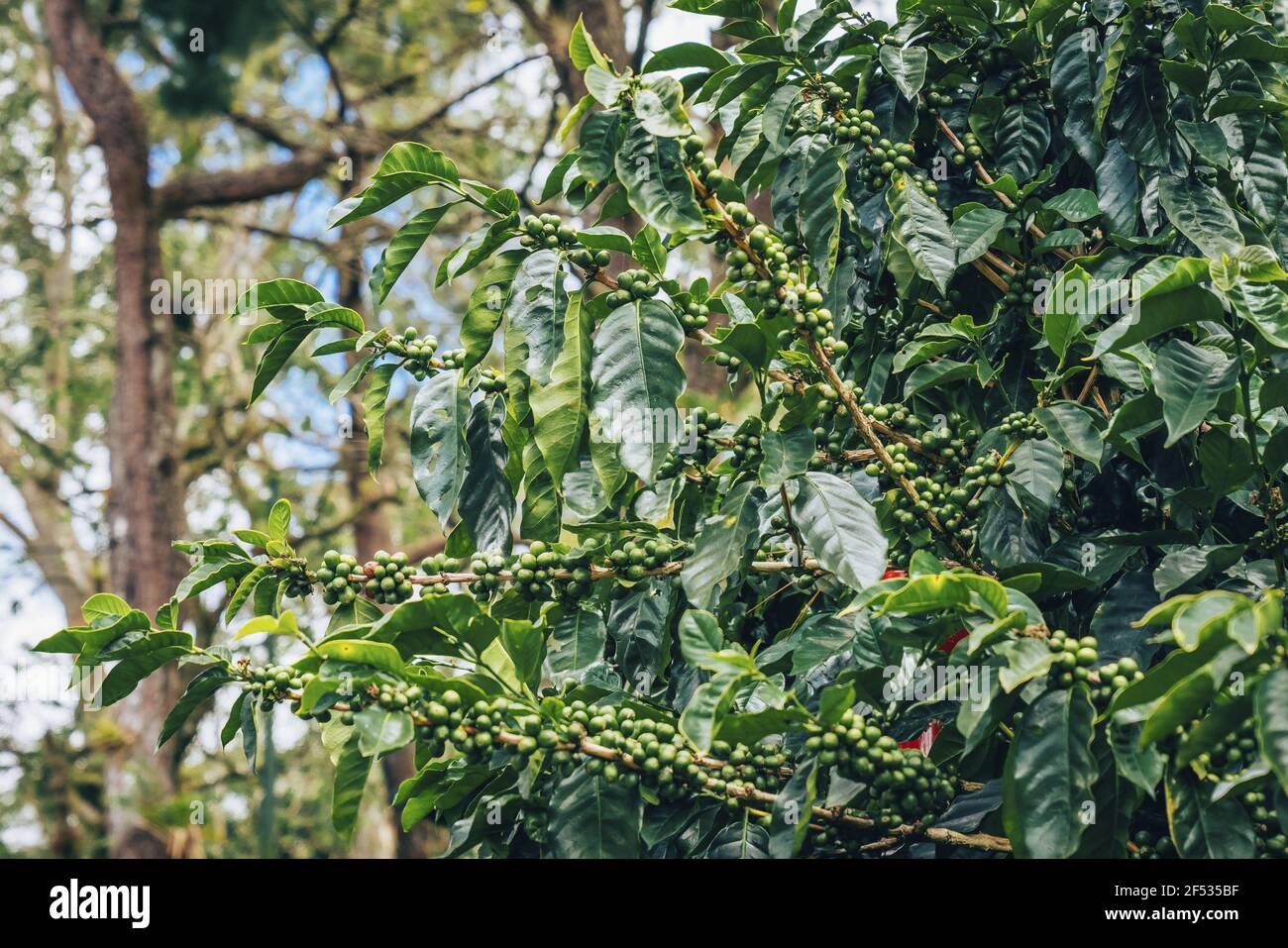 Selva negra coffee estate hi-res stock photography and images - Alamy
