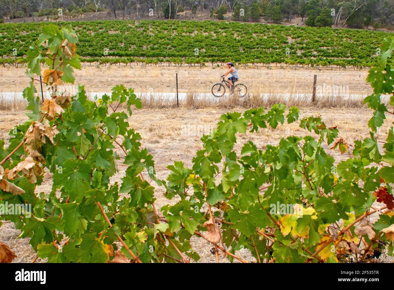 Cycling on the Riesling Trail through the Clare valley Stock Photo - Alamy