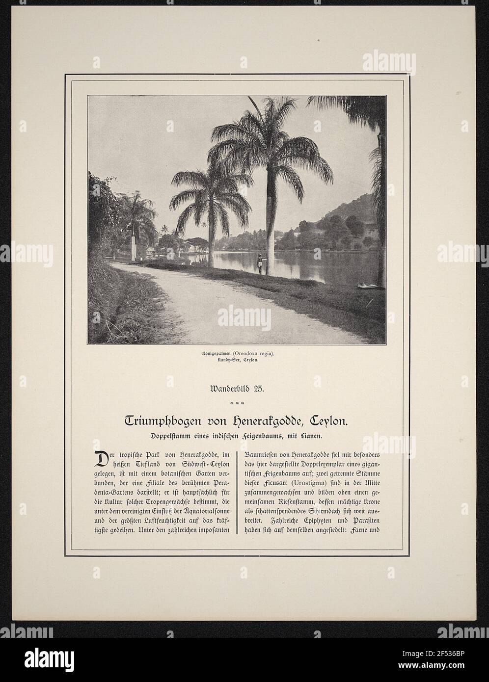 Königspalmen (Oreodoxa regia). Kandy-See, Ceylon Stock Photo - Alamy