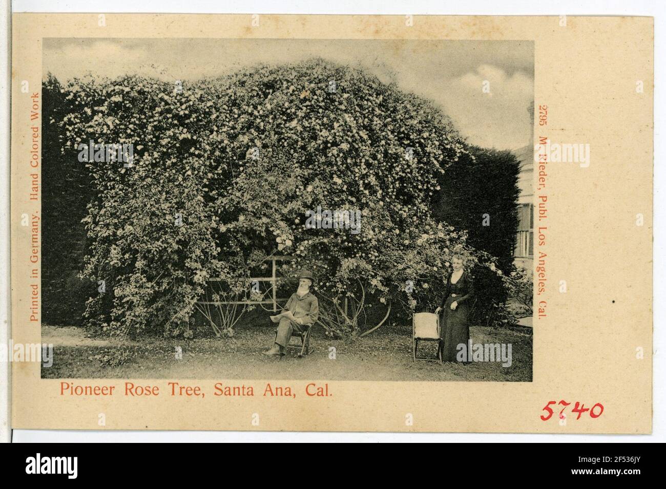 Pioneer rose tree hi-res stock photography and images - Alamy