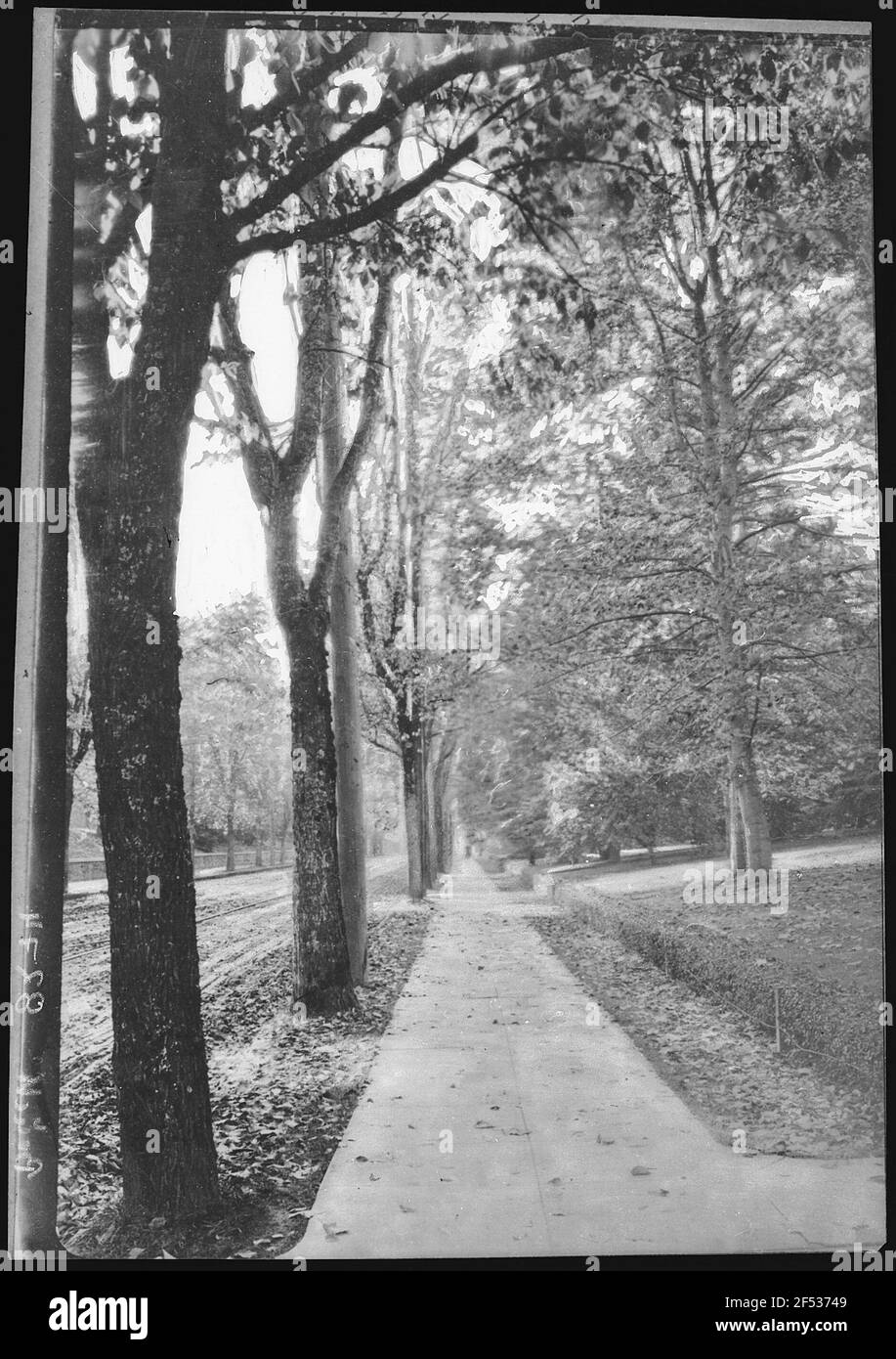 Tree lined sidewalks Black and White Stock Photos & Images - Alamy