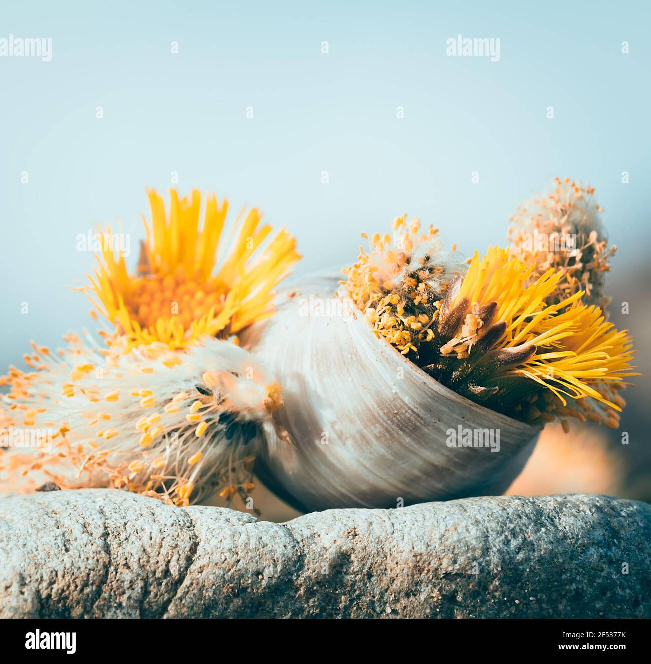 Flower in snail shell. Spring background concept Stock Photo - Alamy