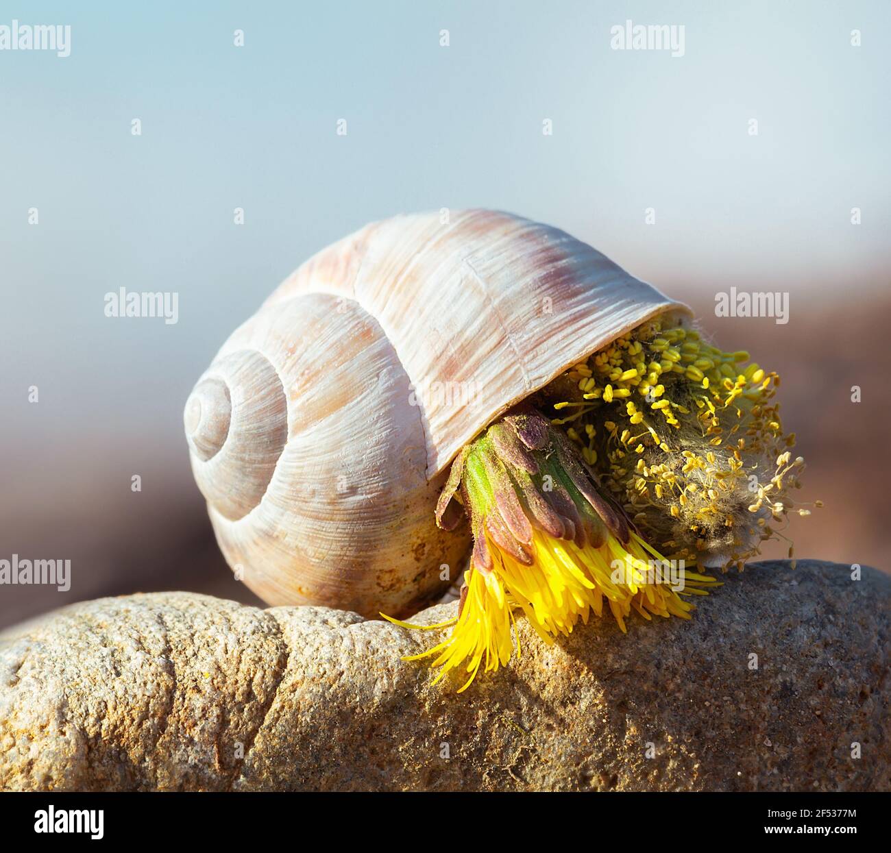 Flower in snail shell. Spring background concept Stock Photo - Alamy