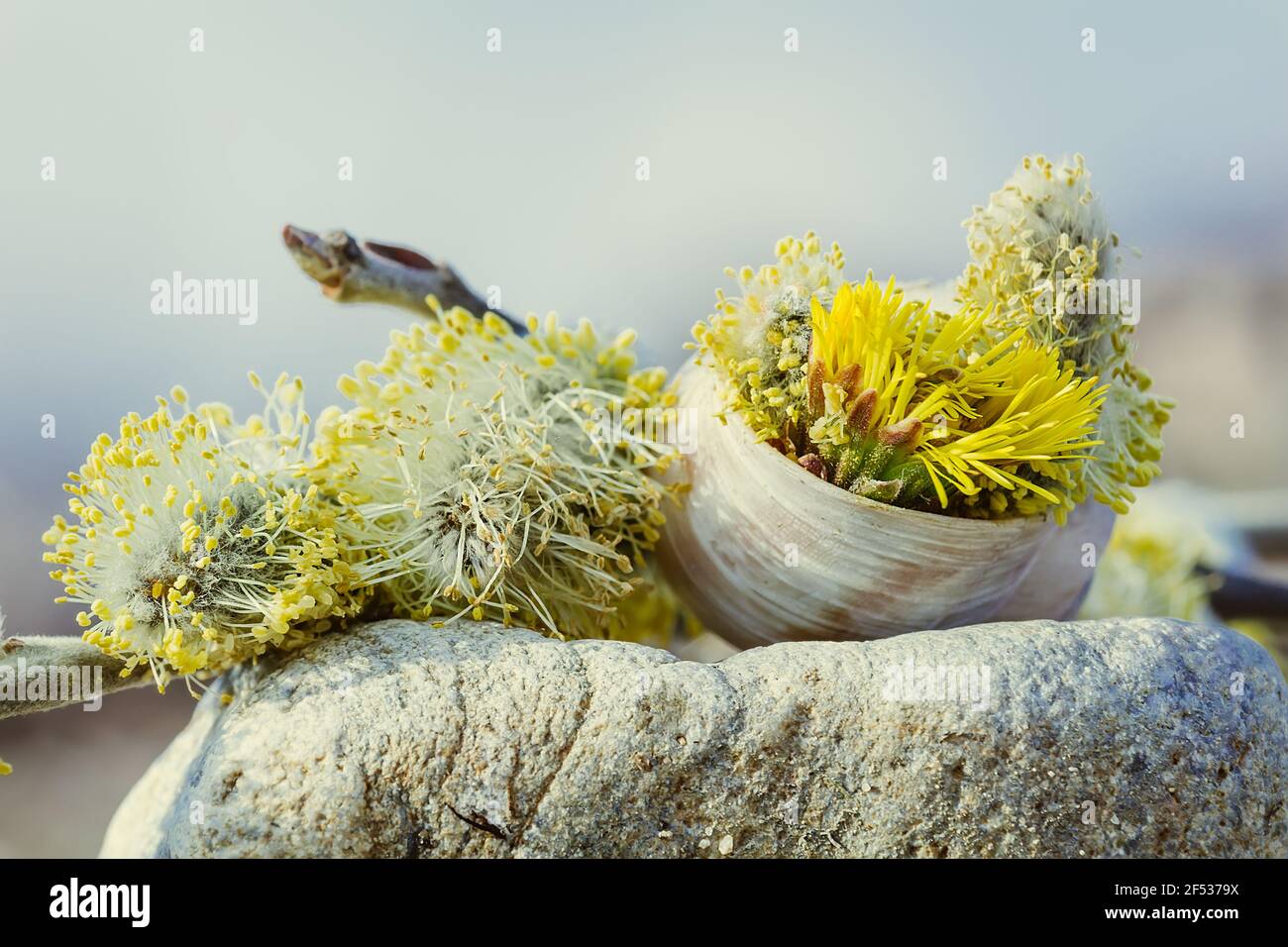 Flower in snail shell. Spring background concept Stock Photo - Alamy