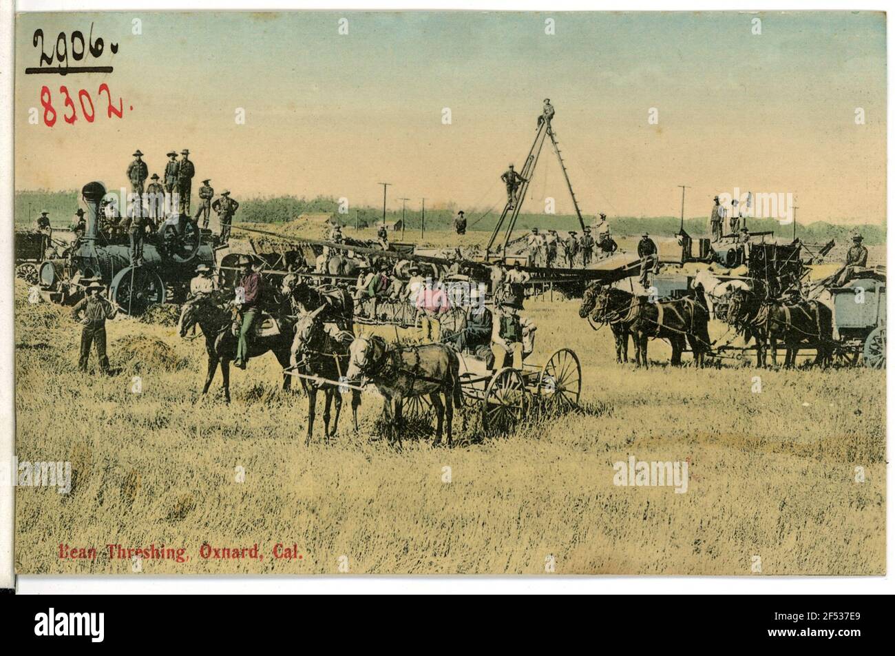 Bean threshing hi-res stock photography and images - Alamy