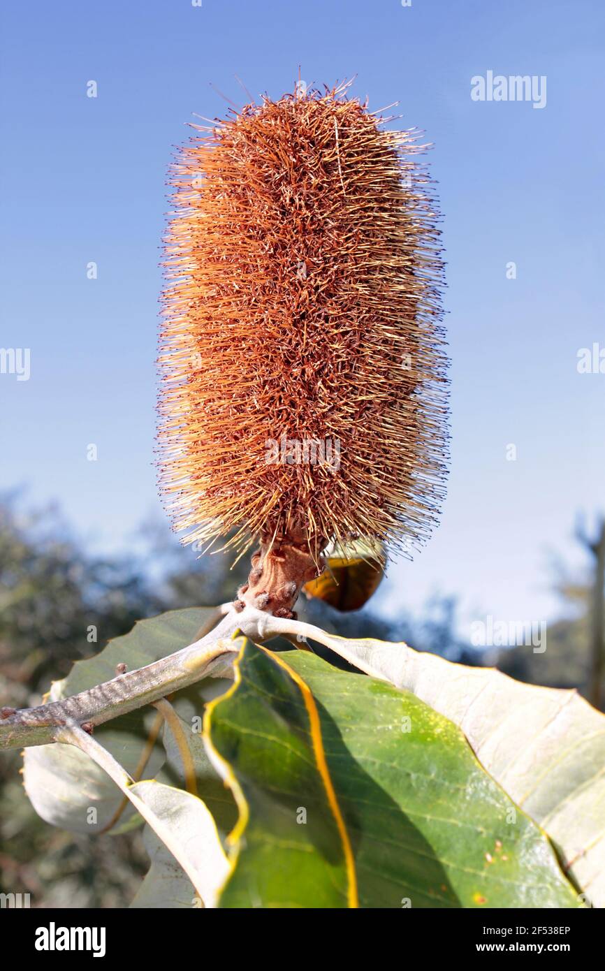 Banksia flower hi-res stock photography and images - Alamy