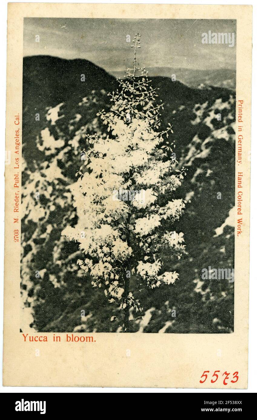 Yucca in bloom Yucca in bloom Stock Photo - Alamy