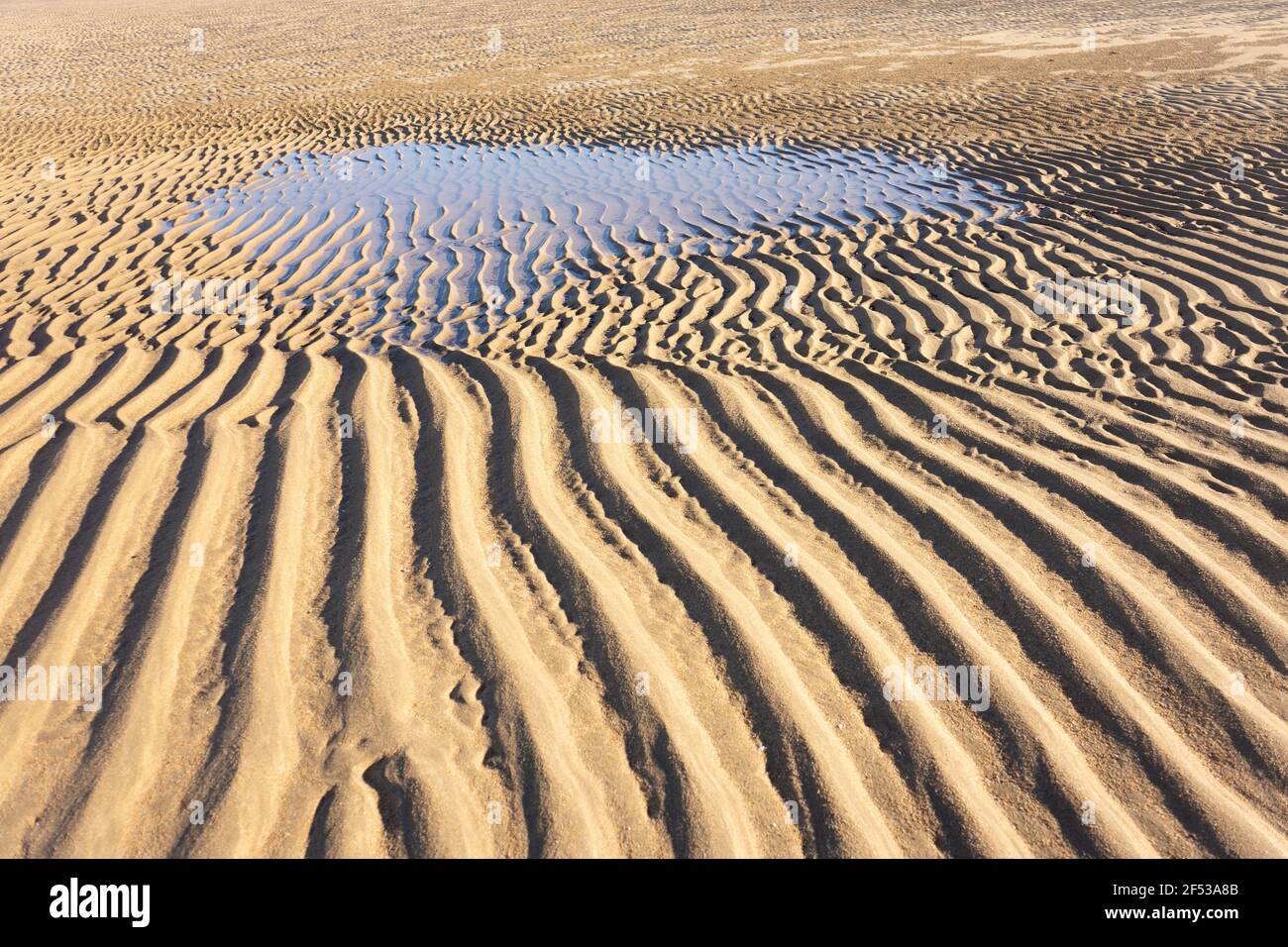Regular ripples, patterns and a puddle left on a sandy golden beach in ...