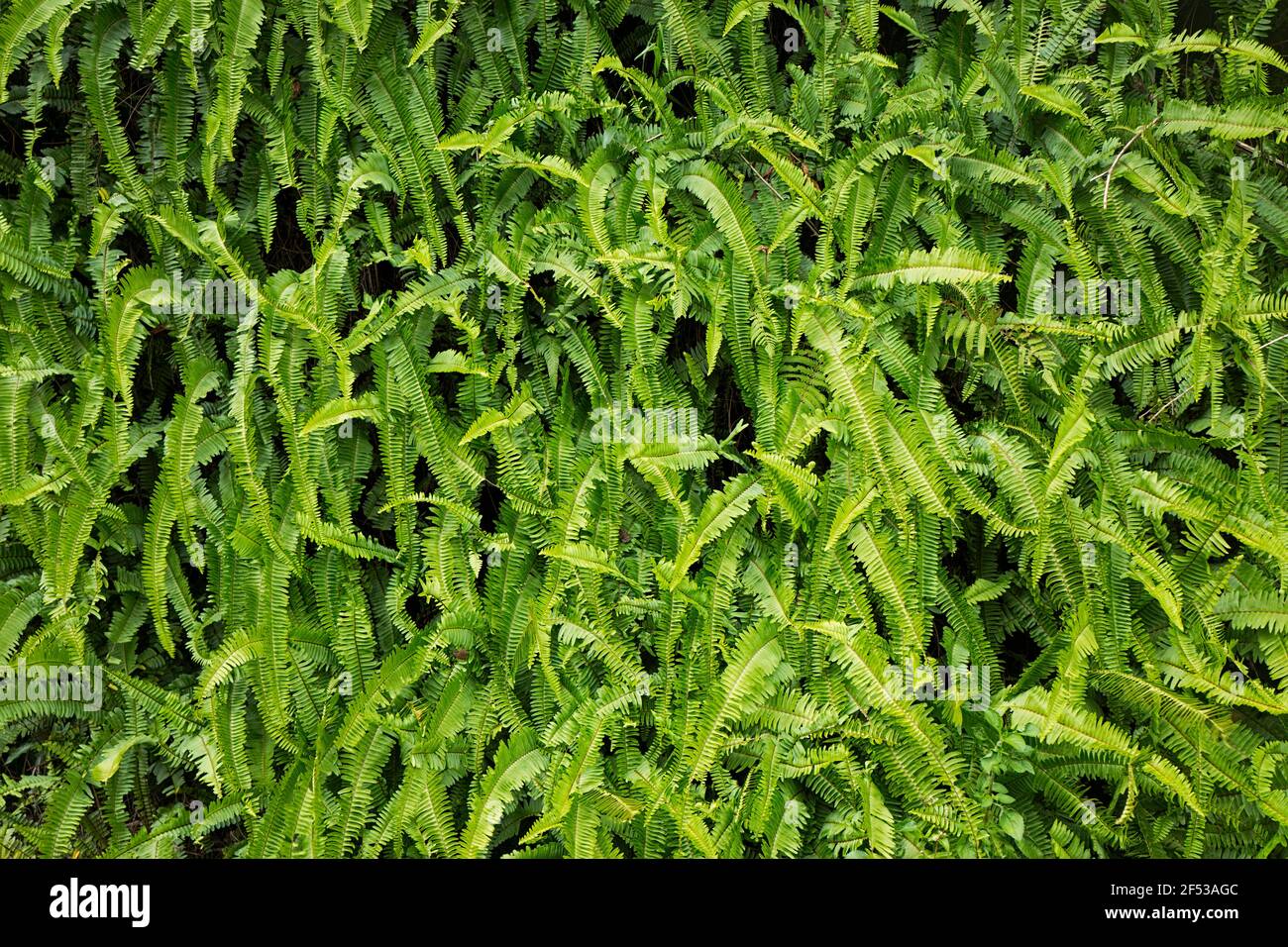 A vertical wall of many tropical green ferns for background or ...