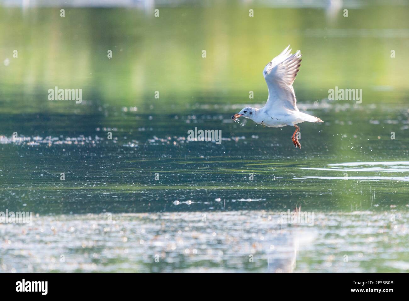 Seagull flying over water, Seagull landing, Bird flying, Bird landing ...