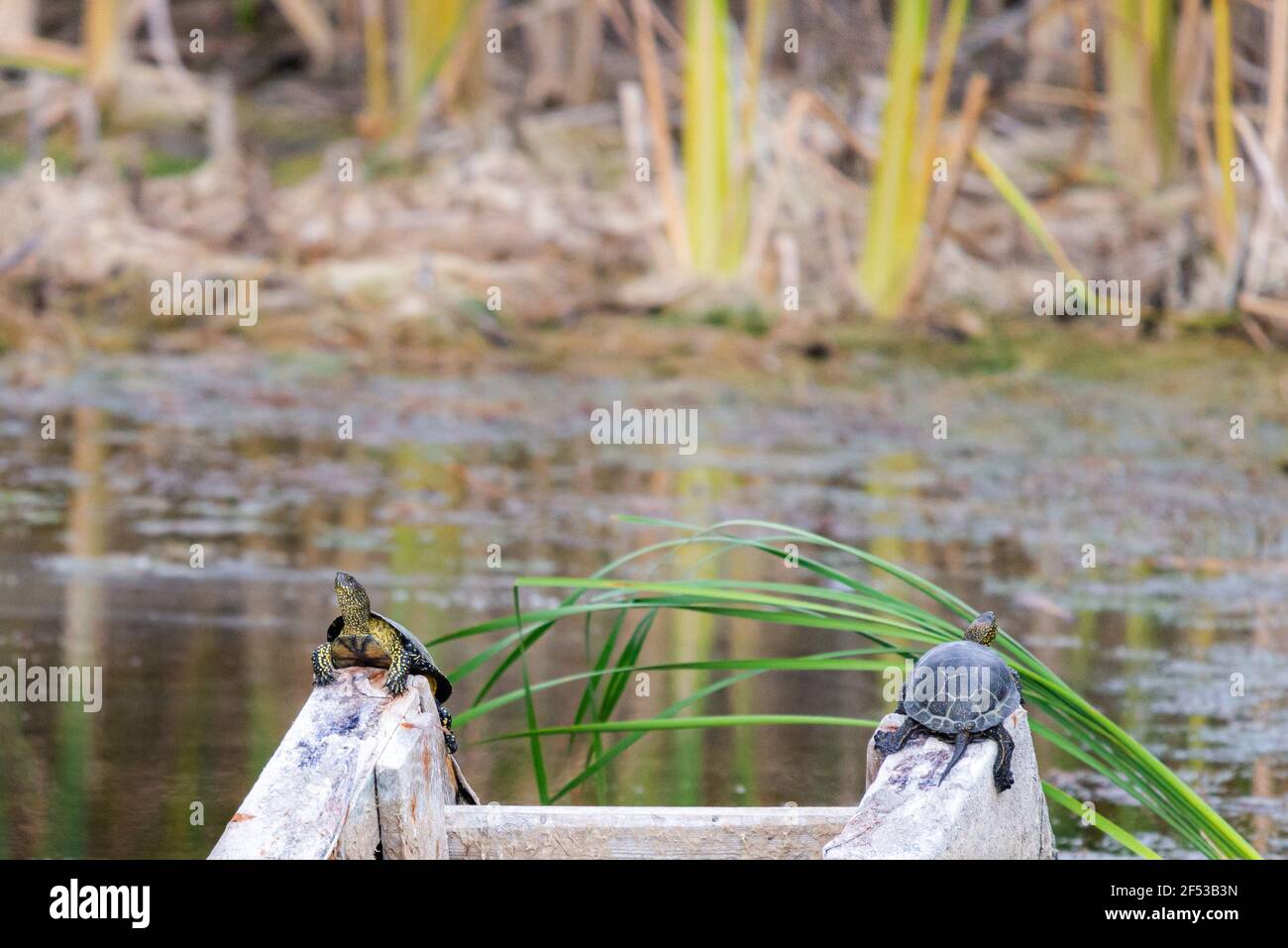 Old pond yellow water hi-res stock photography and images - Alamy