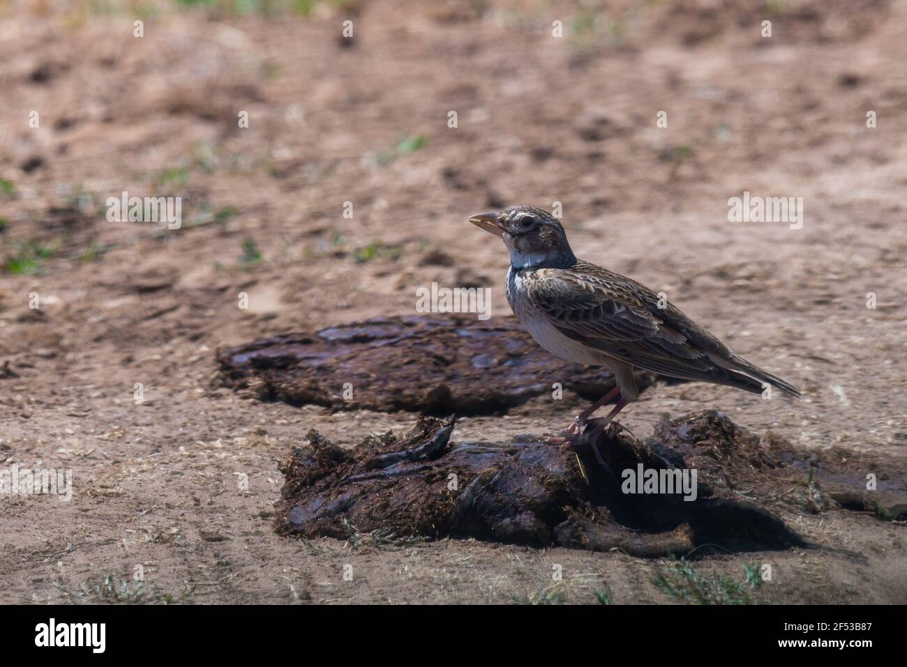 Calandra Lark or Melanocorypha calandra, adult bird in wild nature ...