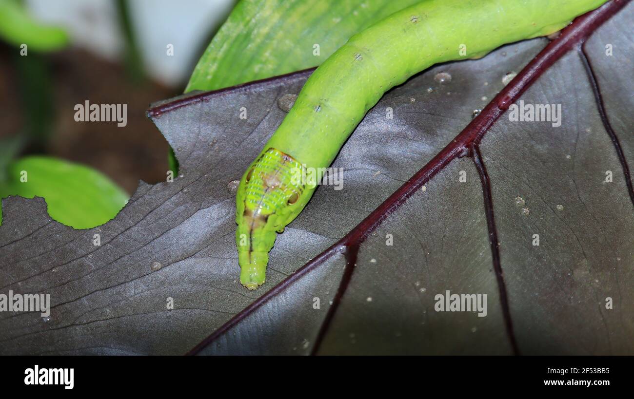 Insect eat plant hi-res stock photography and images - Alamy