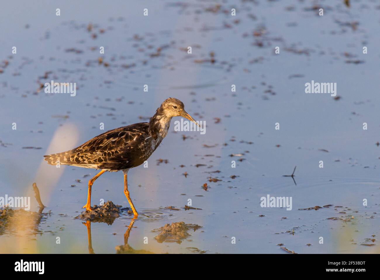 A juvenile Ruff or Philomachus pugnax wading in shallow water Stock ...