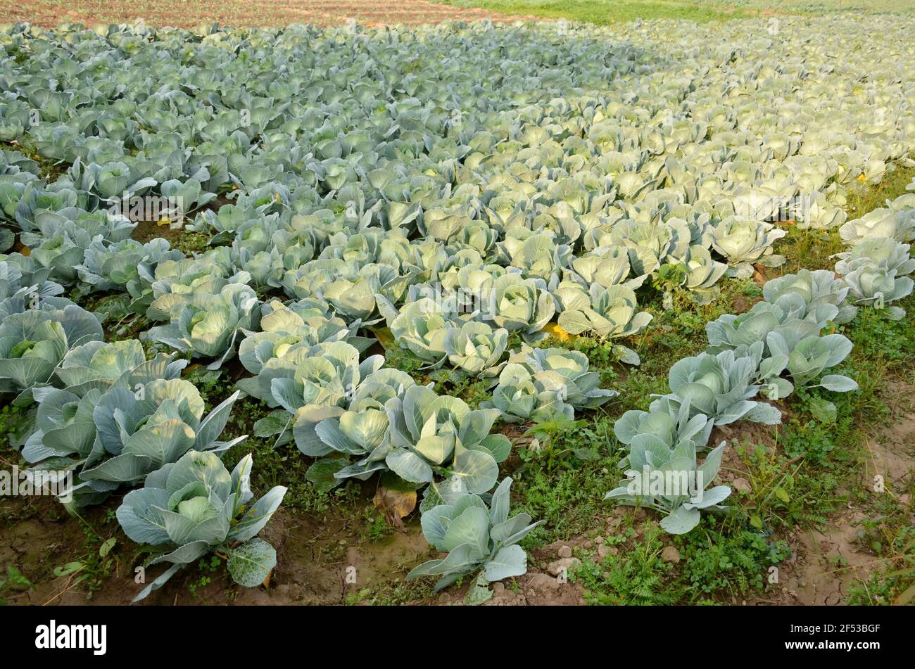 Cultivated agricultural landscape with rows of green fresh cabbage ...