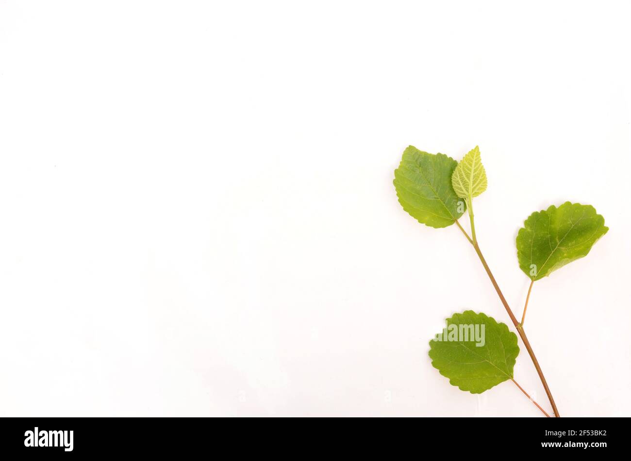 Closeup shot of a green blueberry plant branch with leaves isolated on ...