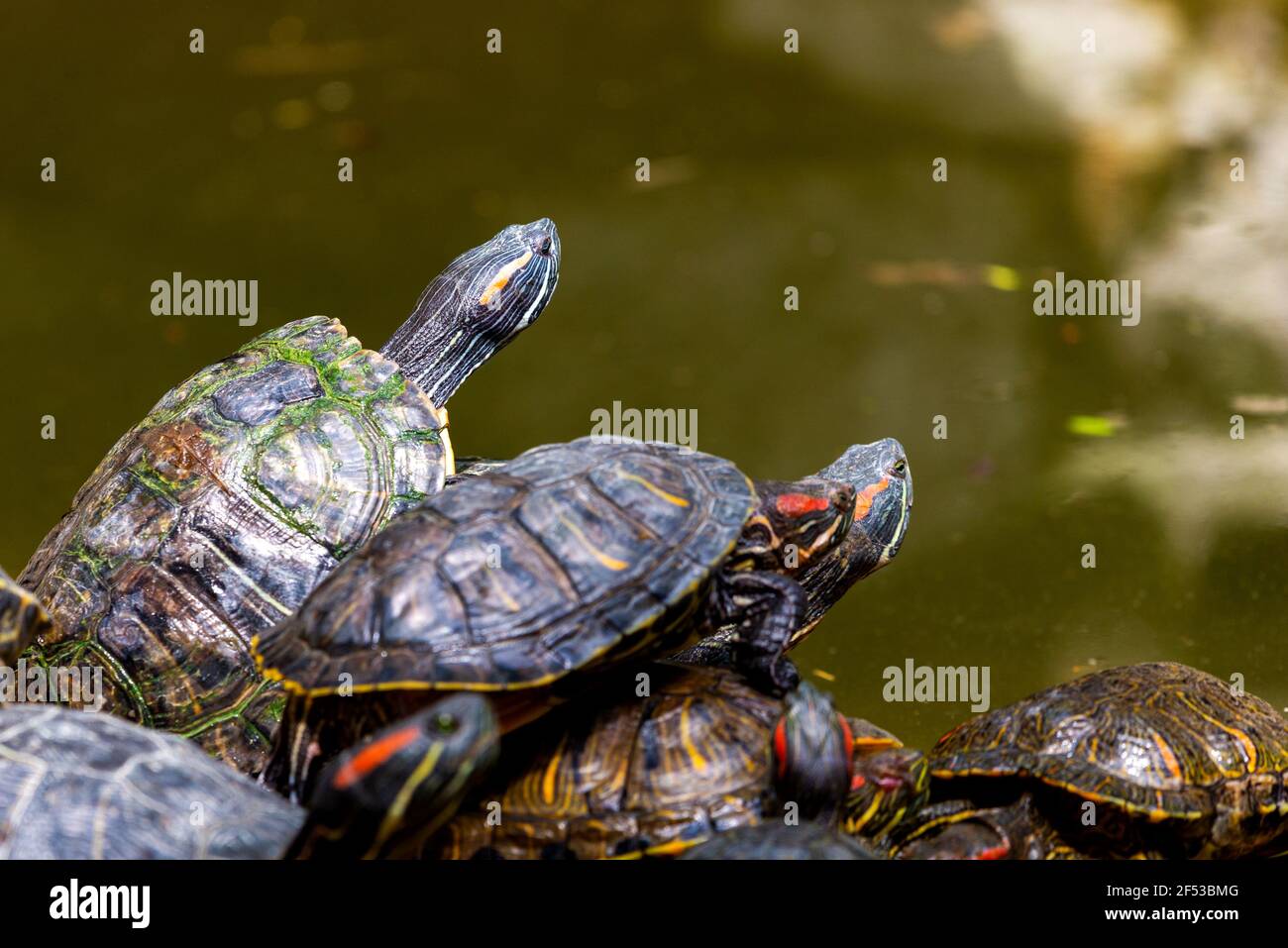 River turtles bask in the sun on a wooden surface Stock Photo - Alamy