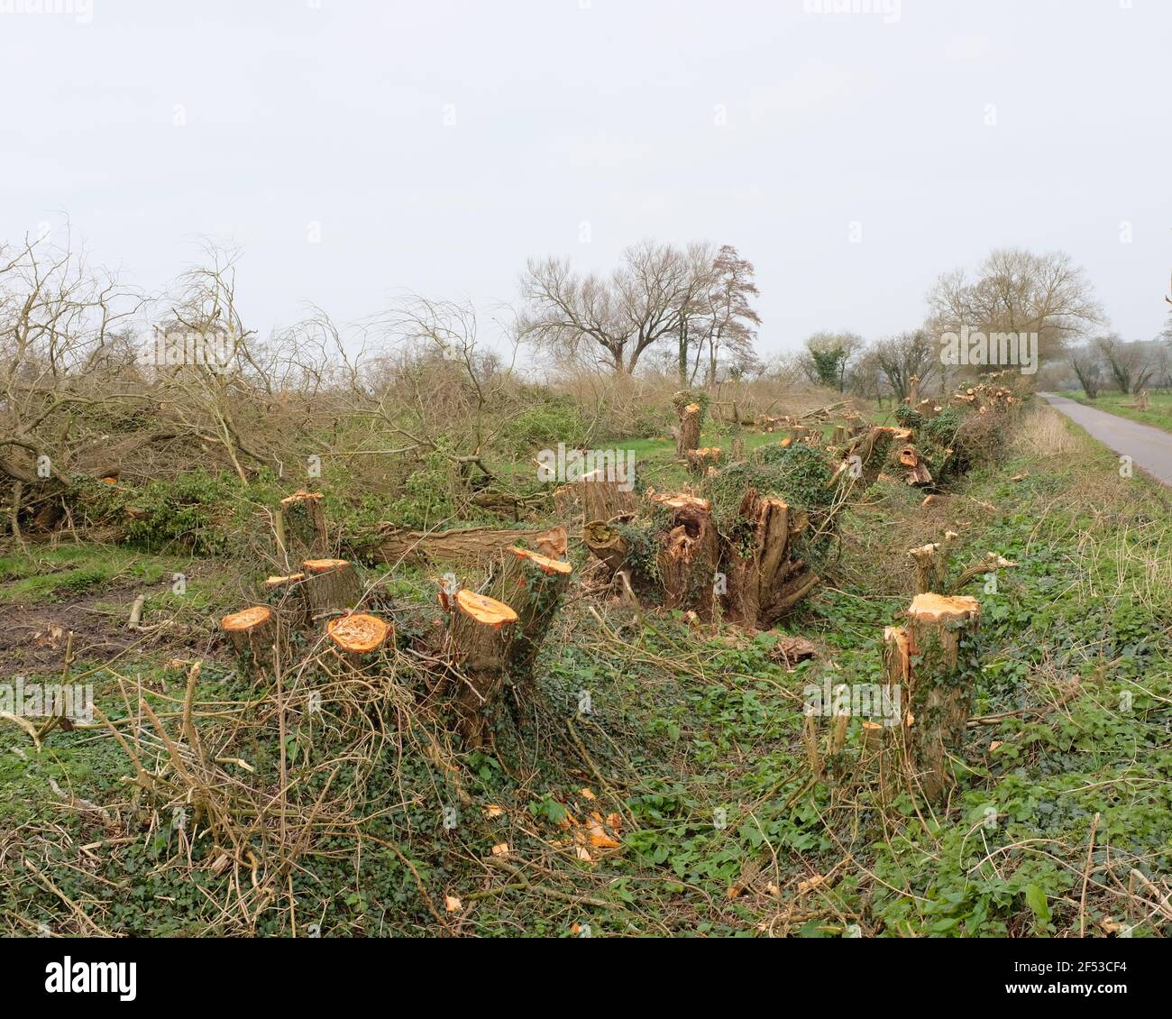 March 2021 - Stumps of newly cut trees on a roadside in rural Somerset ...