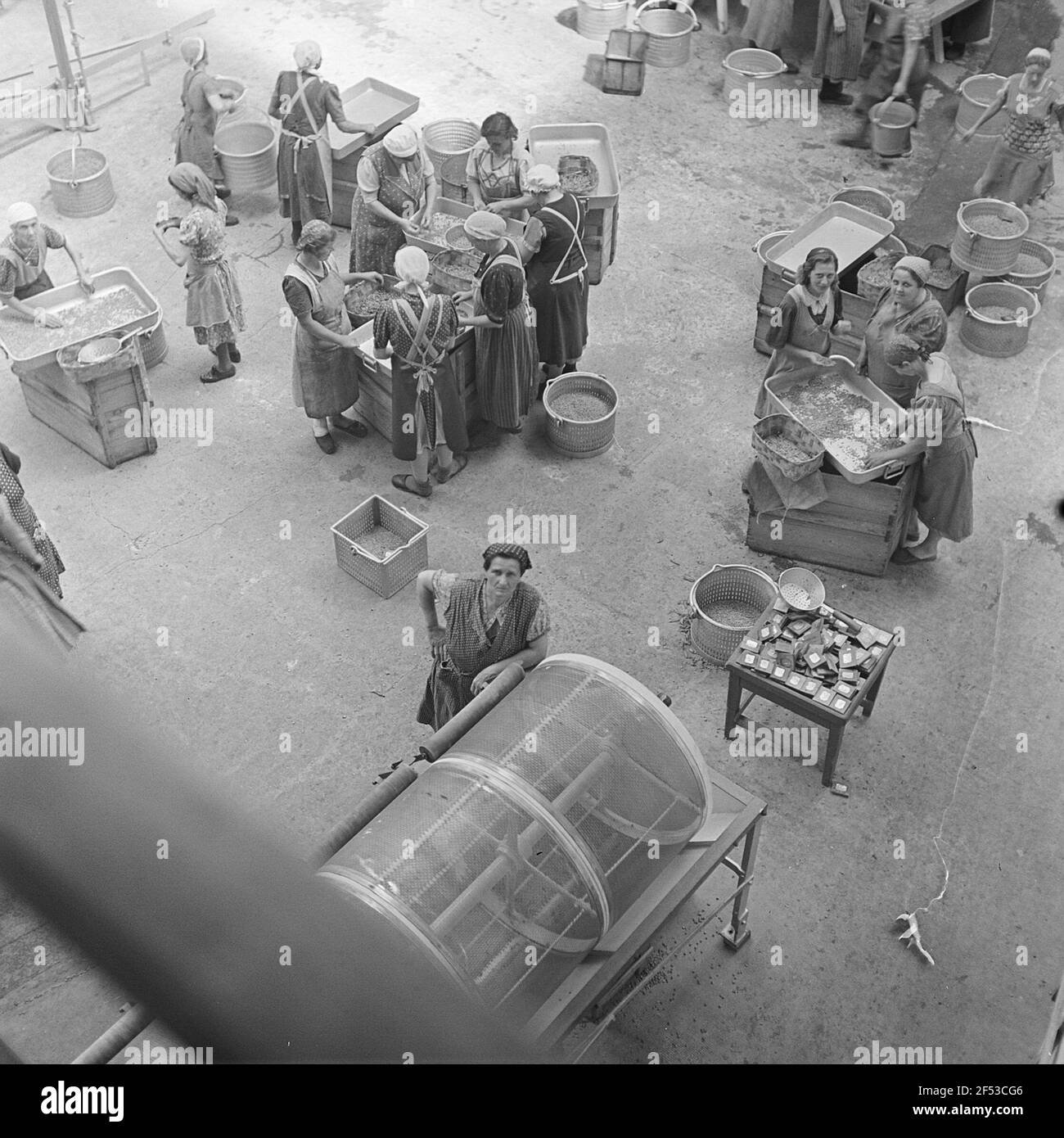 Conservation factory Gifhorn, women sorting the deepest peas Stock ...