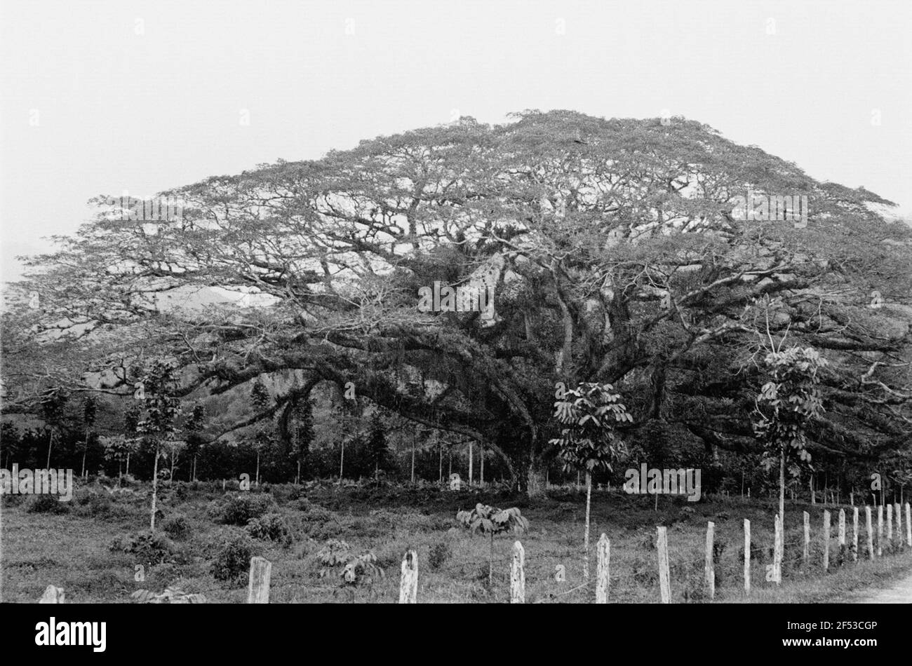 Travel Photos Caribbean. Trinidad. Old tree, surrounded by new planted ...