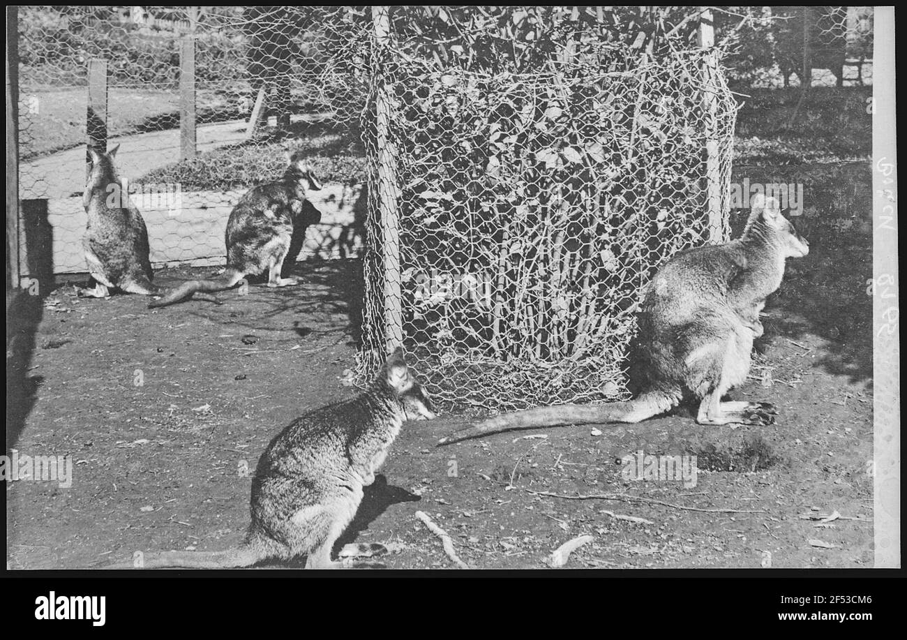 Animals kangaroos Black and White Stock Photos & Images - Alamy