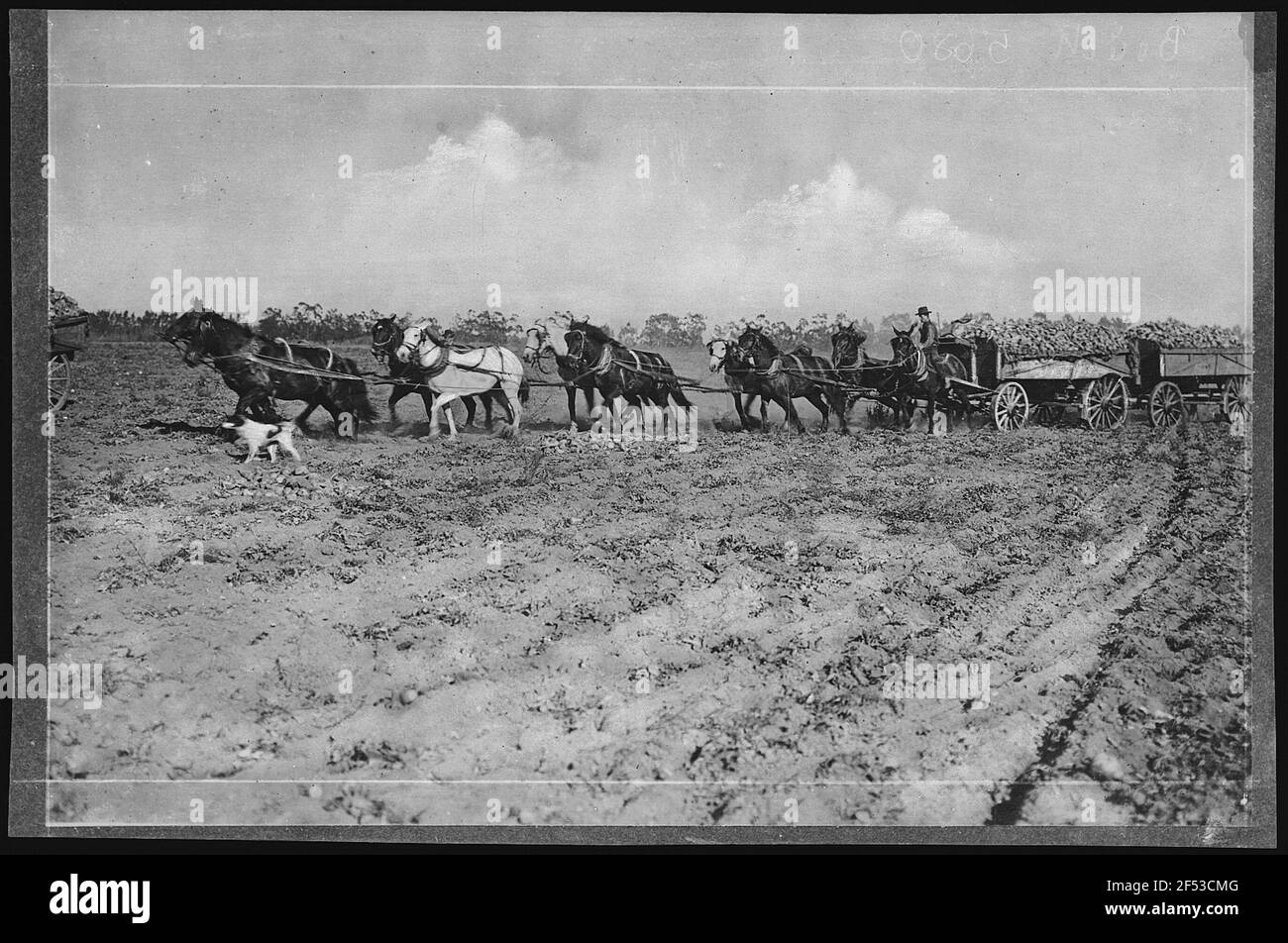 Oxnard. Hauling Beets to Oxnard Sugar Factory Stock Photo - Alamy
