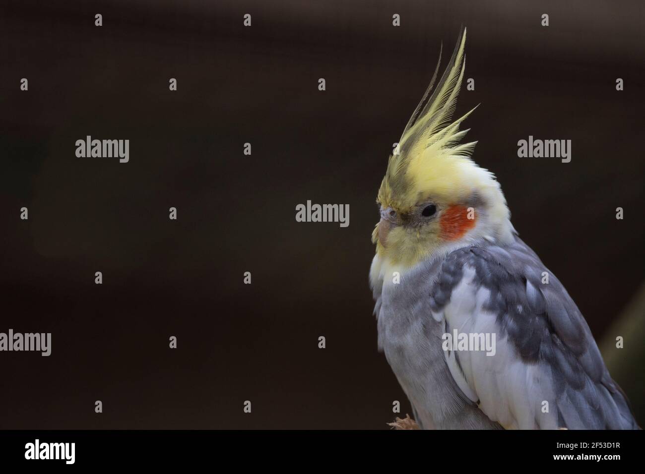 The cockatiel also known as miniature cockatoo or weero and also the ...