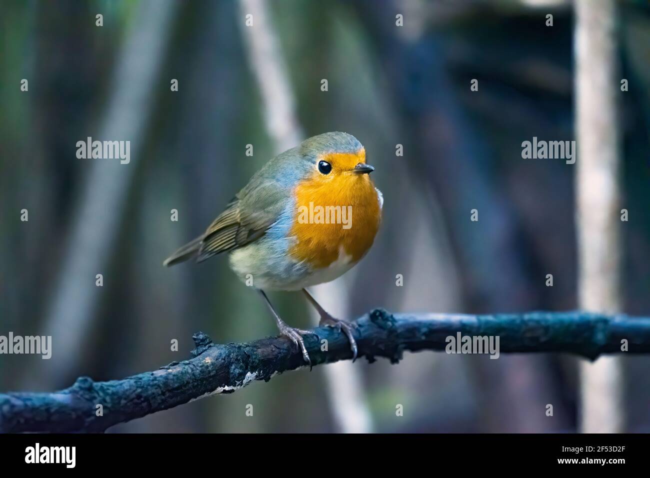 Robin branch white background hi-res stock photography and images - Alamy
