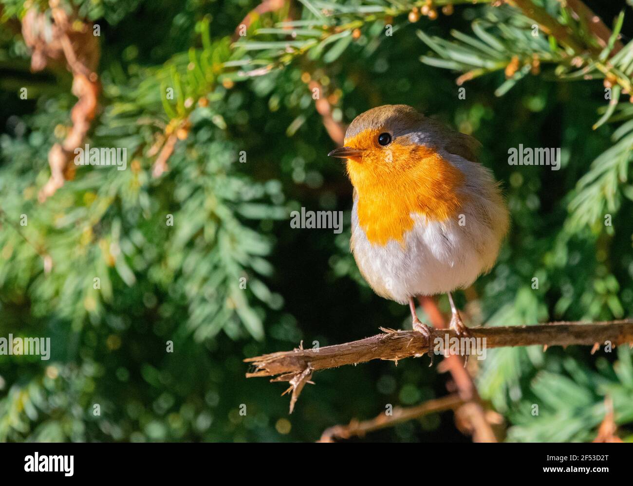 Robin bird enjoying the sun standing on branch in day light.. close up ...