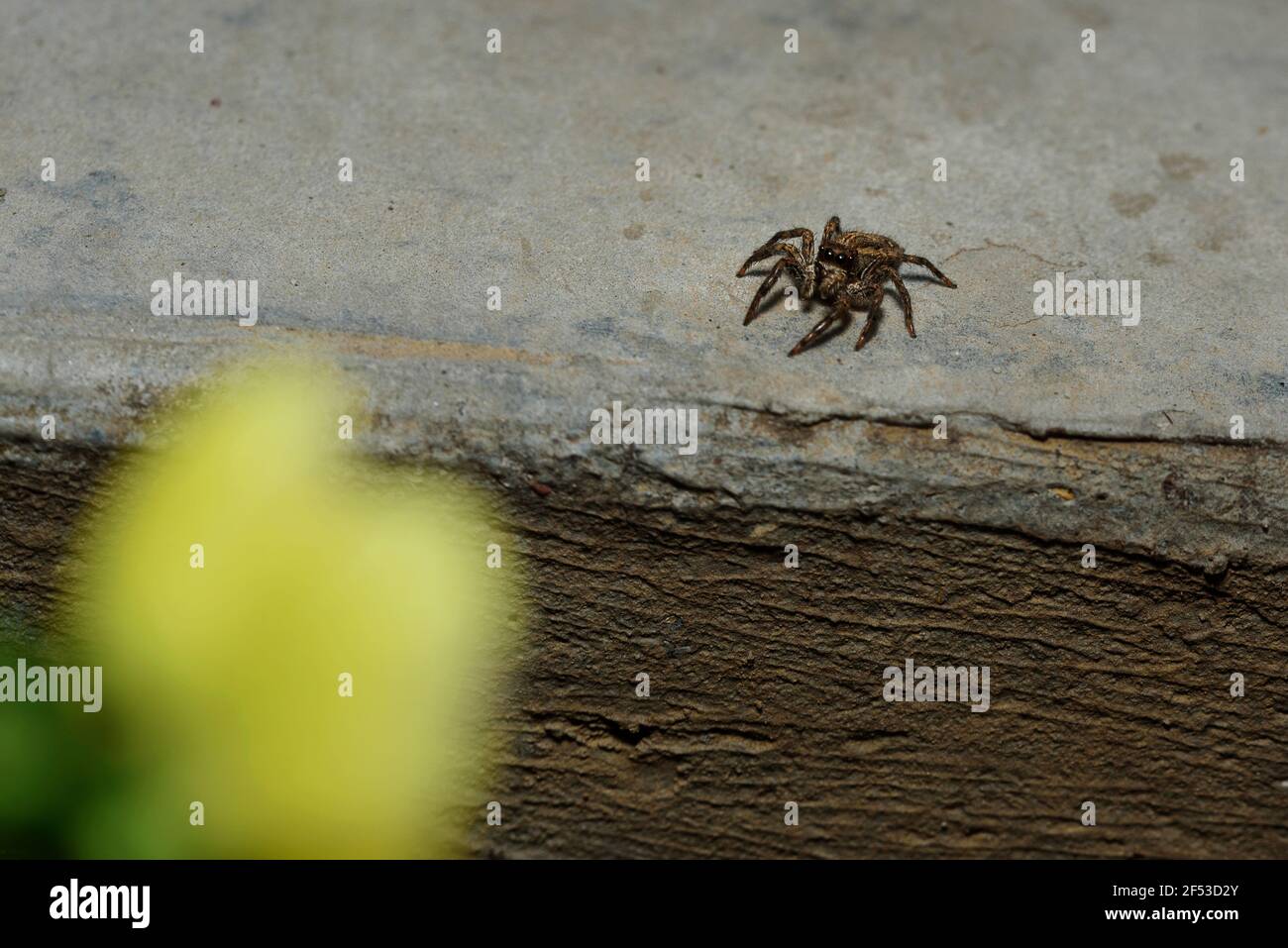 Macro photograph of a Phidippus Spider on a concrete surface Stock ...