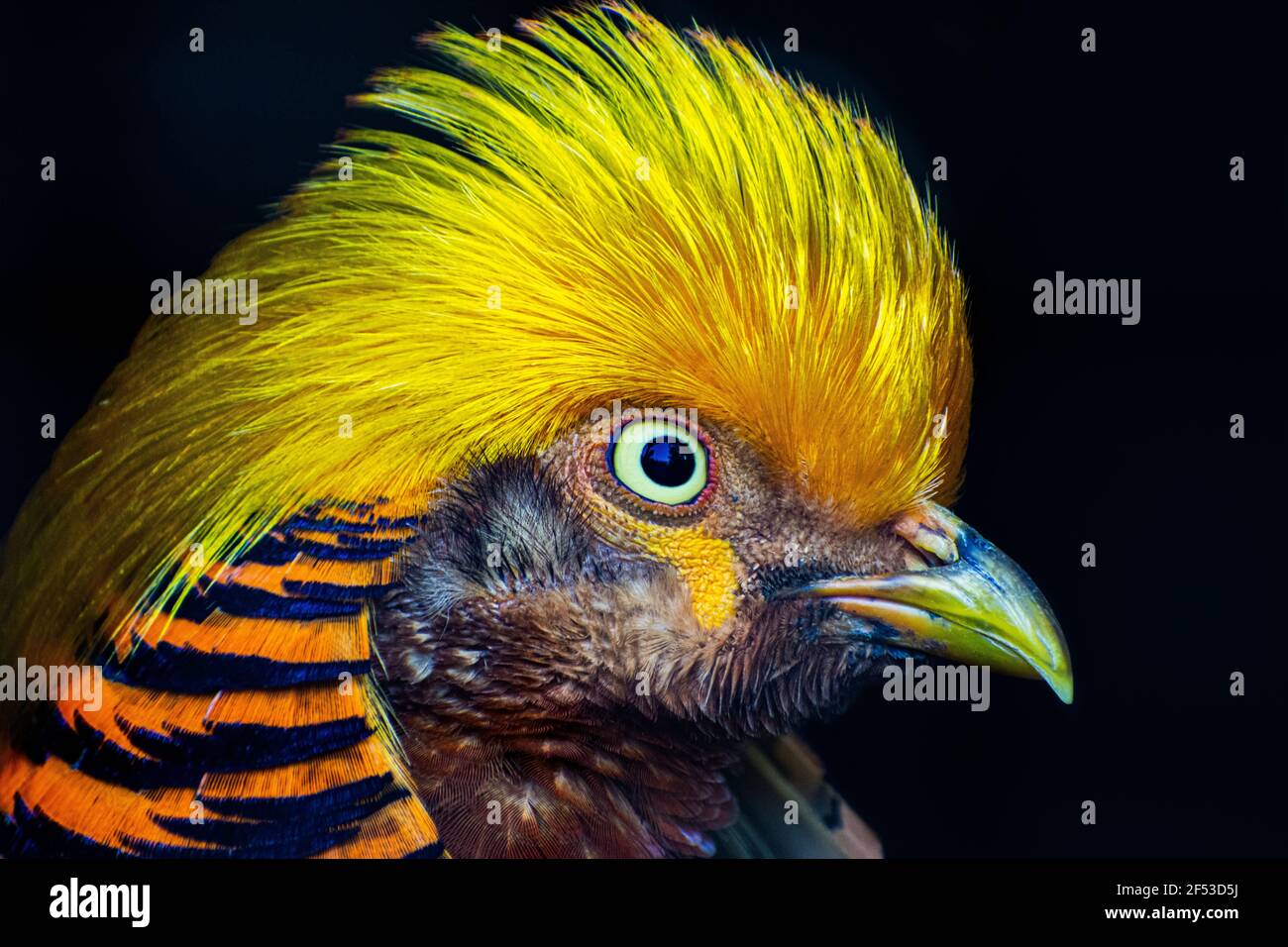 Chrysolophus pictus - golden pheasant Head shot close up Stock Photo ...