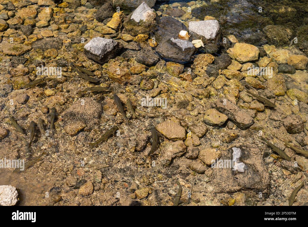 Stone on the bottom of the pond hi-res stock photography and images - Alamy