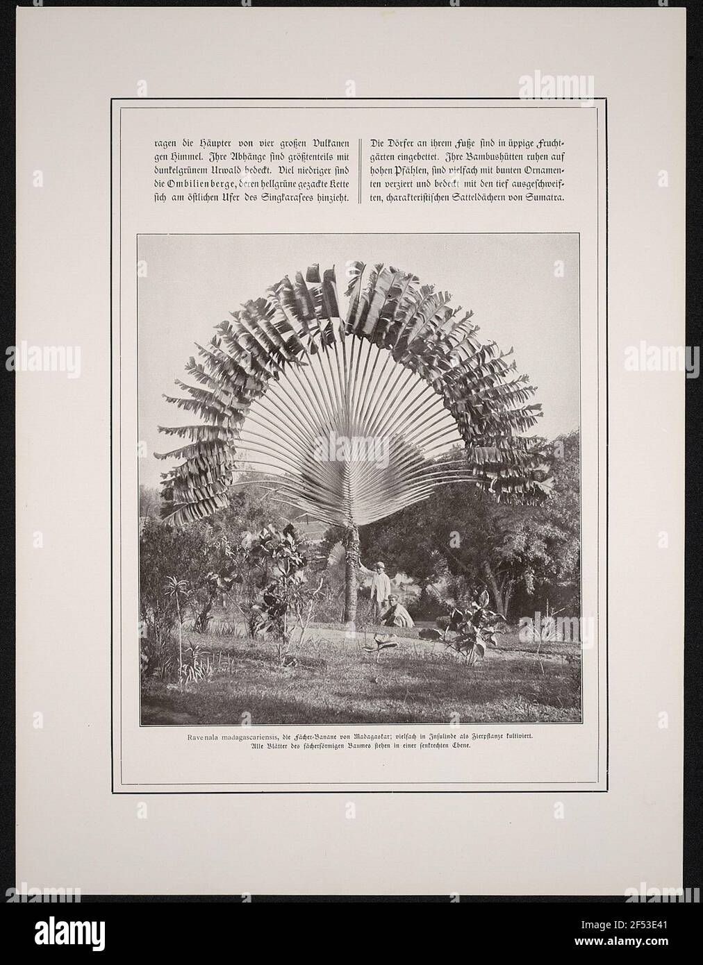 Fan banana from Madagascar Stock Photo - Alamy