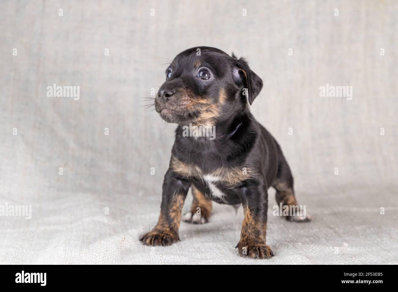 Brown and black brindle Jack Russell Terrier dog puppy. Looks cheeky ...