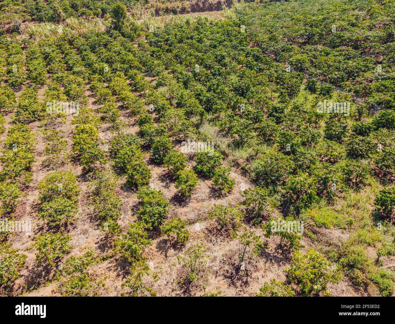 Vietnam coffee field hi-res stock photography and images - Alamy