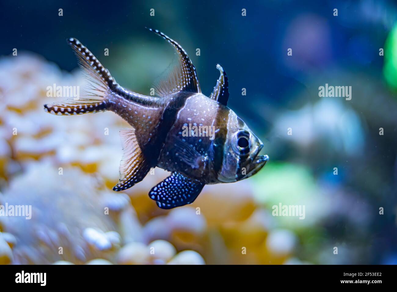 Cardinal fish hi-res stock photography and images - Alamy